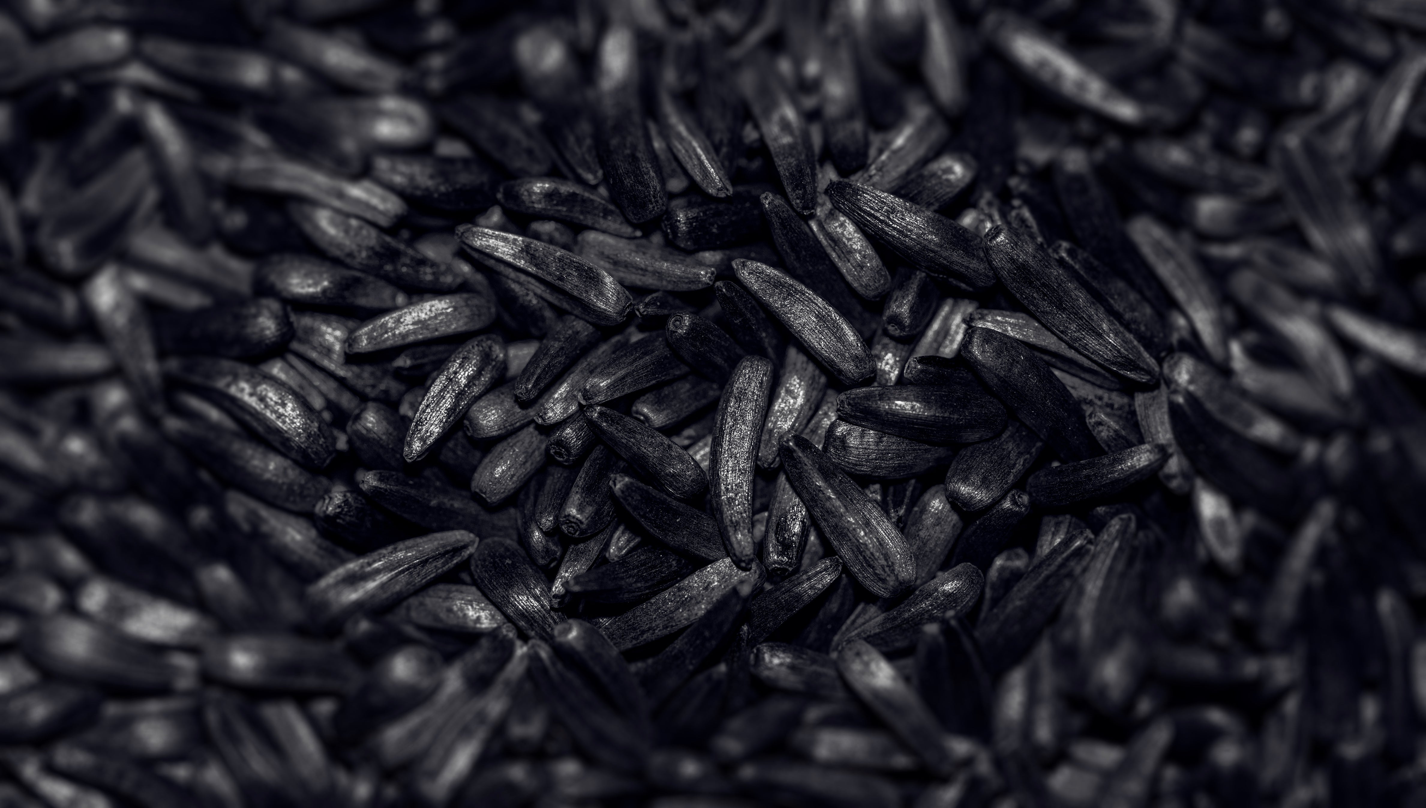 ABYSSINIAN SEED OIL – CurlyEllie