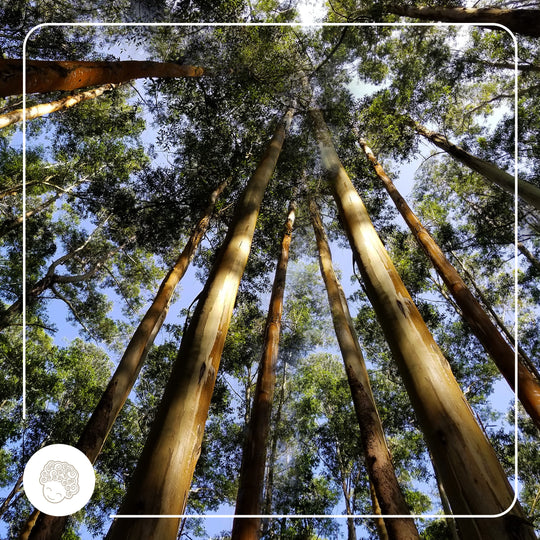 Natural Hair Care for Curly Hair, Wavy Hair & Allergies | CurlyEllie